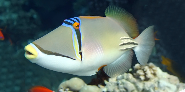 Top Secret: Humu – The HR Business Partner Story